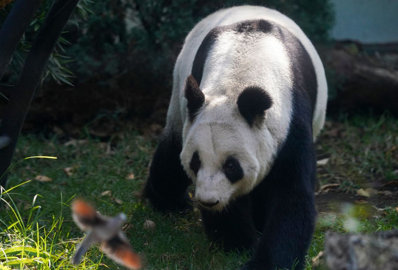 Down to its last panda, Mexico ponders what could come next