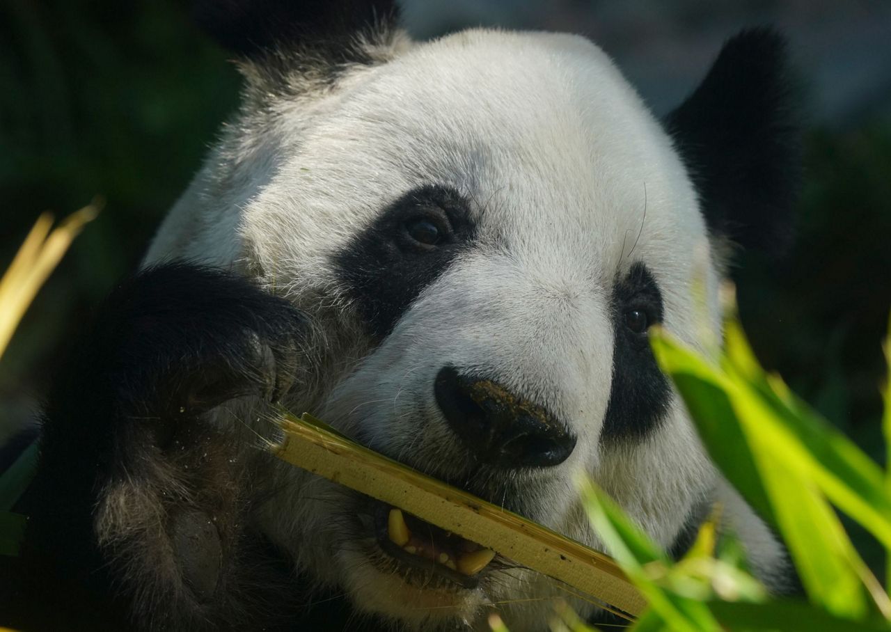 Down to its last panda, Mexico ponders what could come next