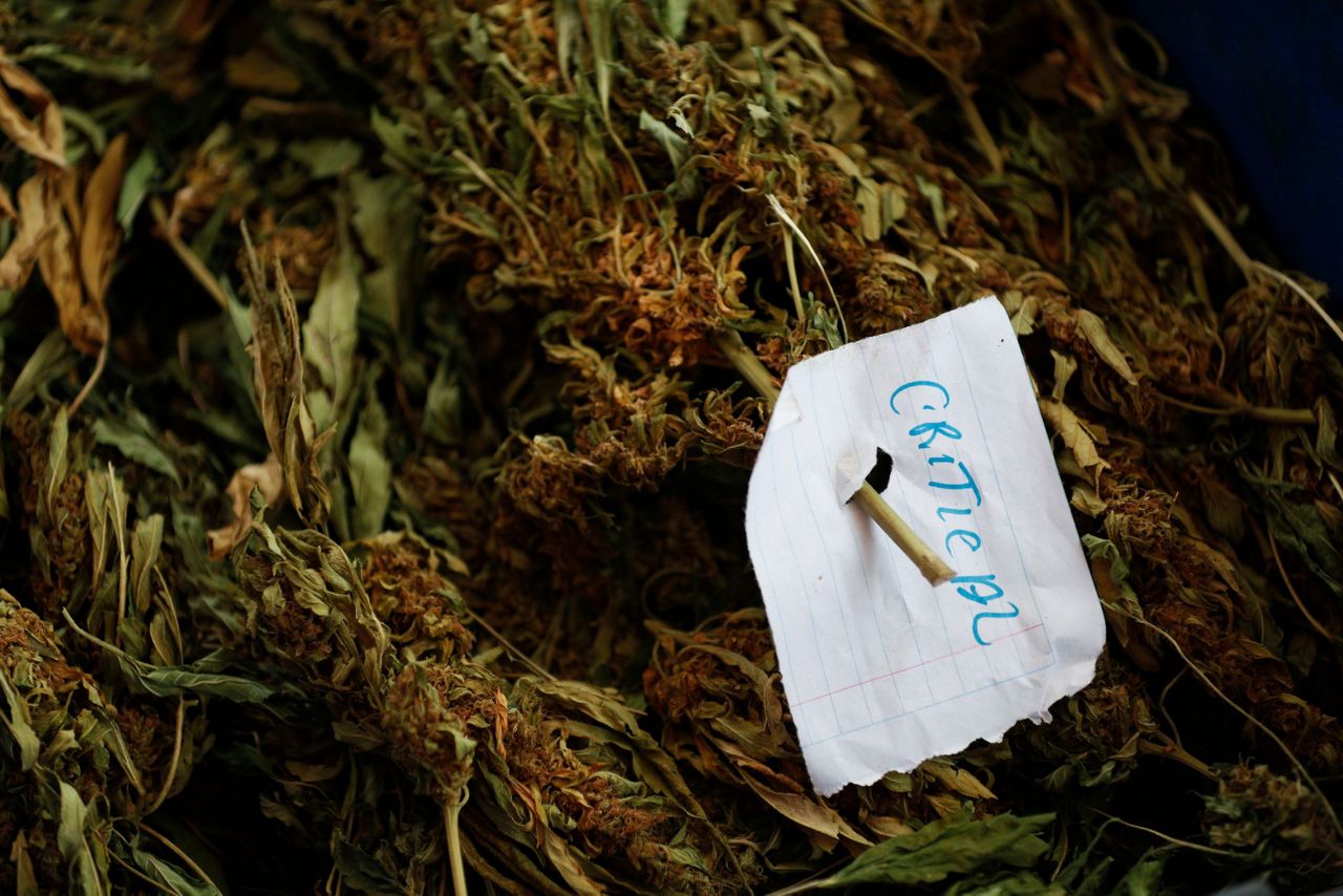 Growers fret as Mexico moves to legalize marijuana