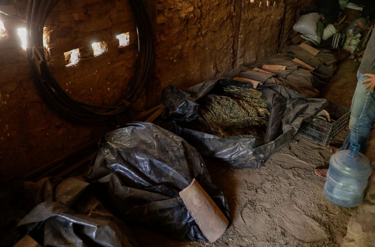 Growers fret as Mexico moves to legalize marijuana