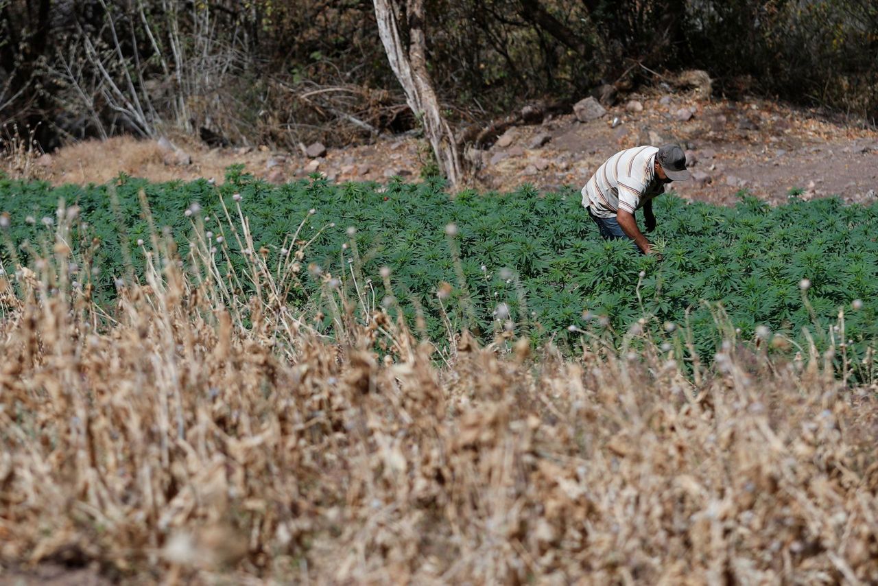 Growers fret as Mexico moves to legalize marijuana