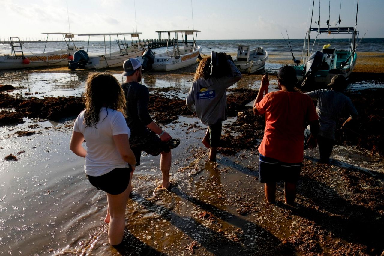 Mexico's prized beaches threatened by smelly algae invasion