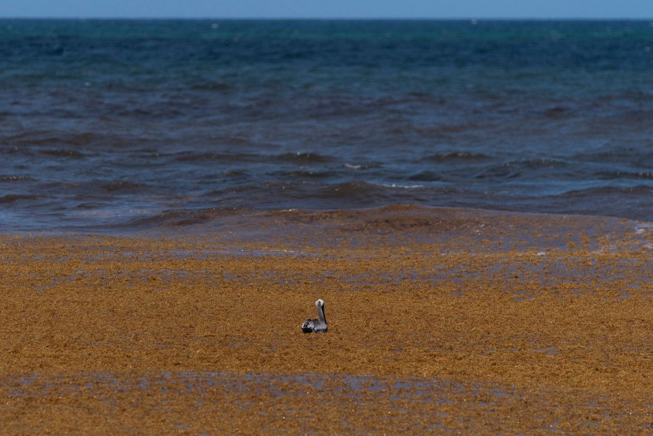 On Mexico's Caribbean coast, mountains of seaweed grow