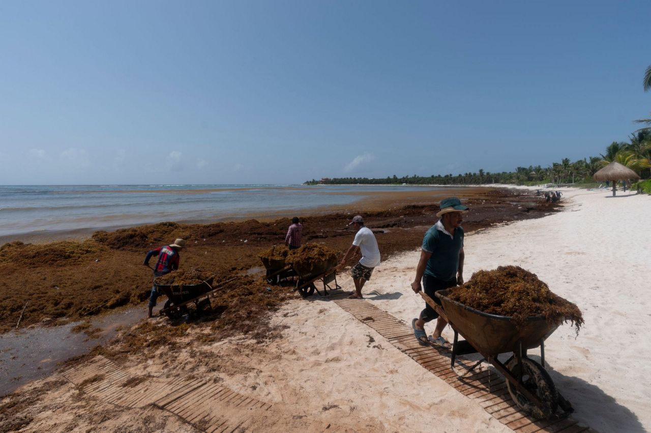 On Mexico's Caribbean coast, mountains of seaweed grow