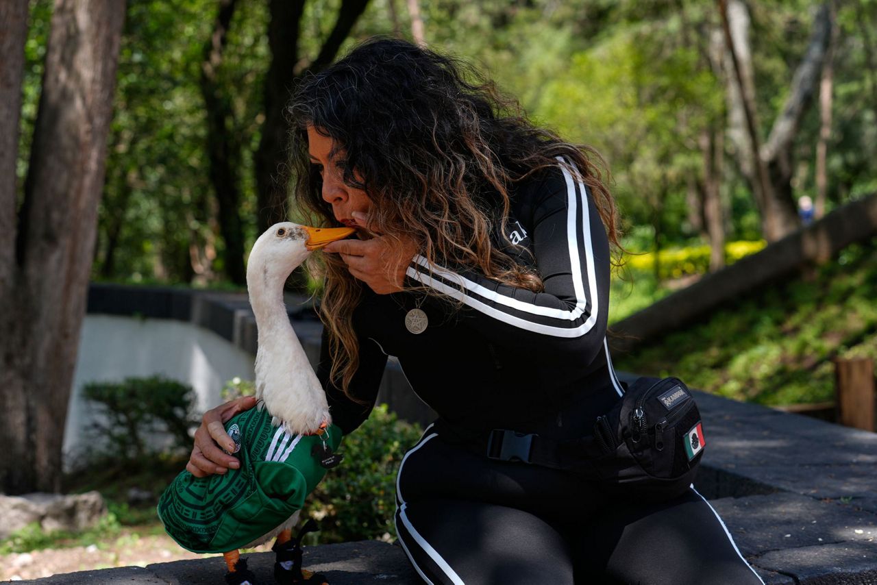 Meet Merlin the duck, a Mexico City streetside regular turned World Cup ...