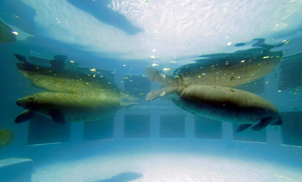 The cherished and controversial Miami Seaquarium closes its doors