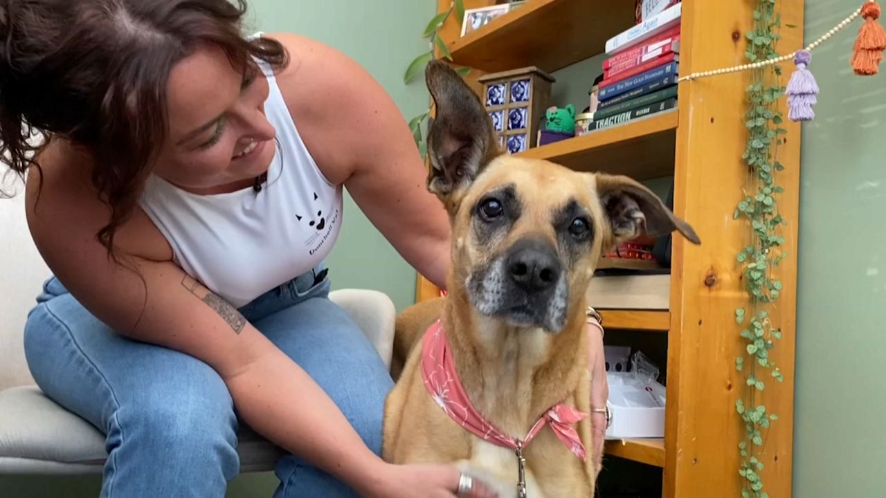 Mobile vet wants to help during veterinary shortage