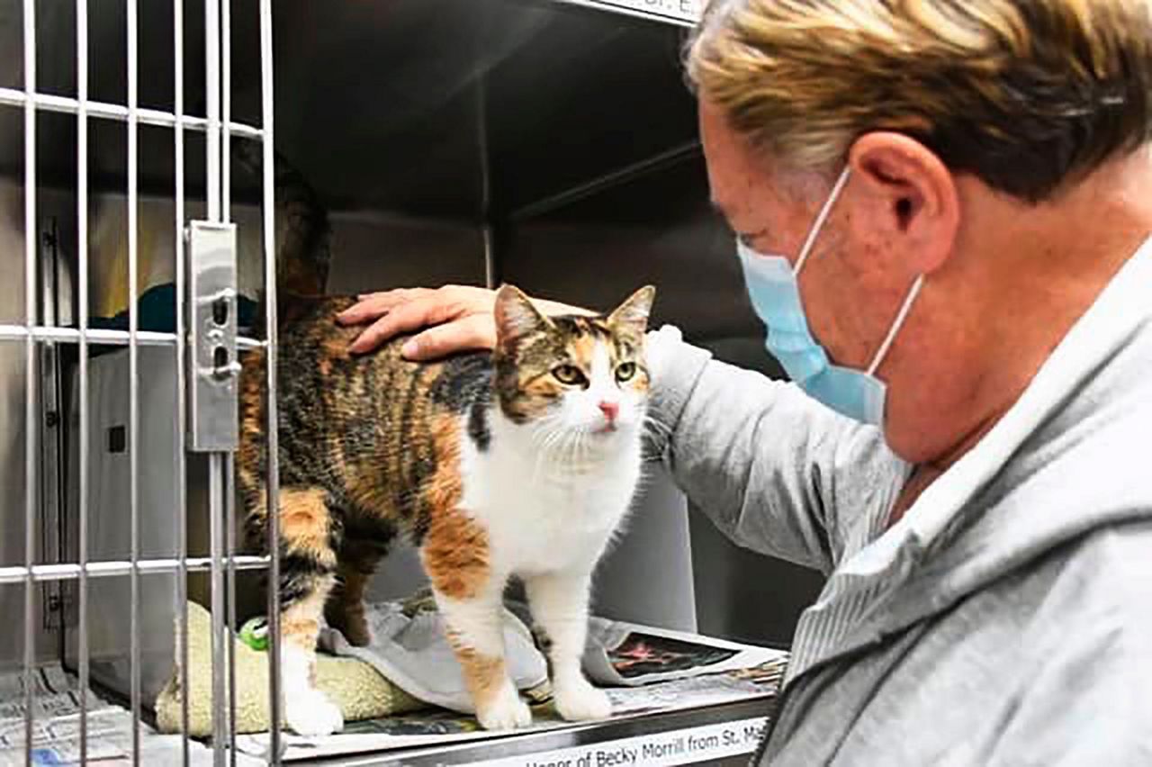 Missing cat turns up 3 years after California disaster