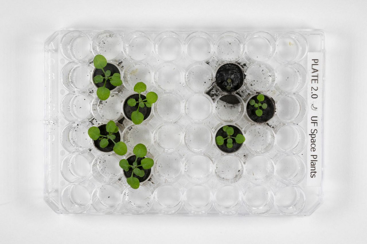 Scientists grow plants in lunar dirt, next stop moon