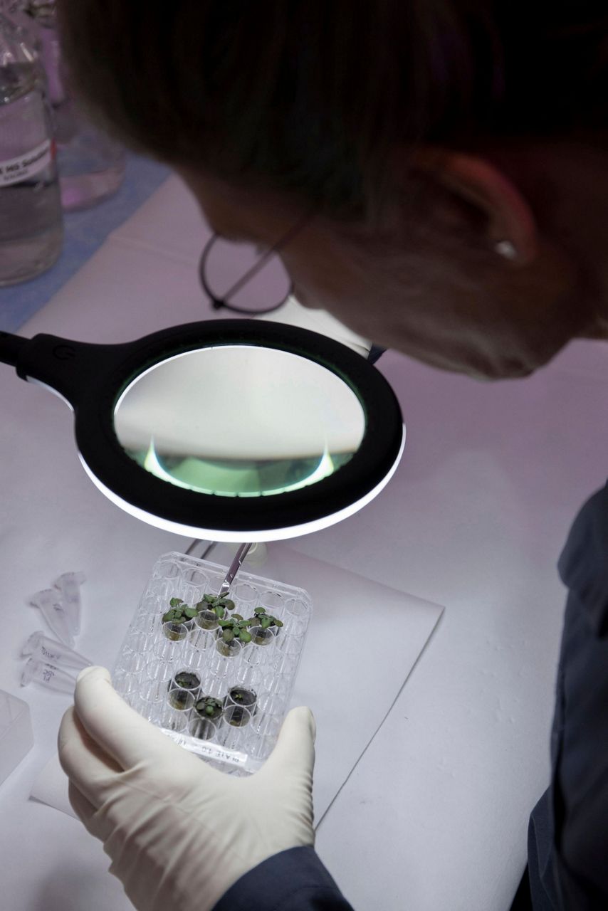 Scientists grow plants in lunar dirt, next stop moon