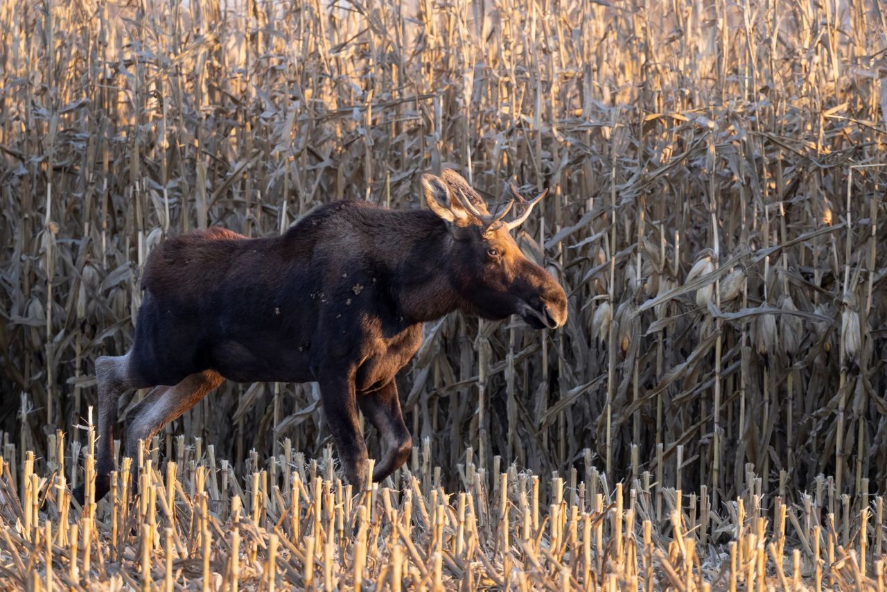 The journey of Minnesota's Rutt the moose is tracked by a herd of fans