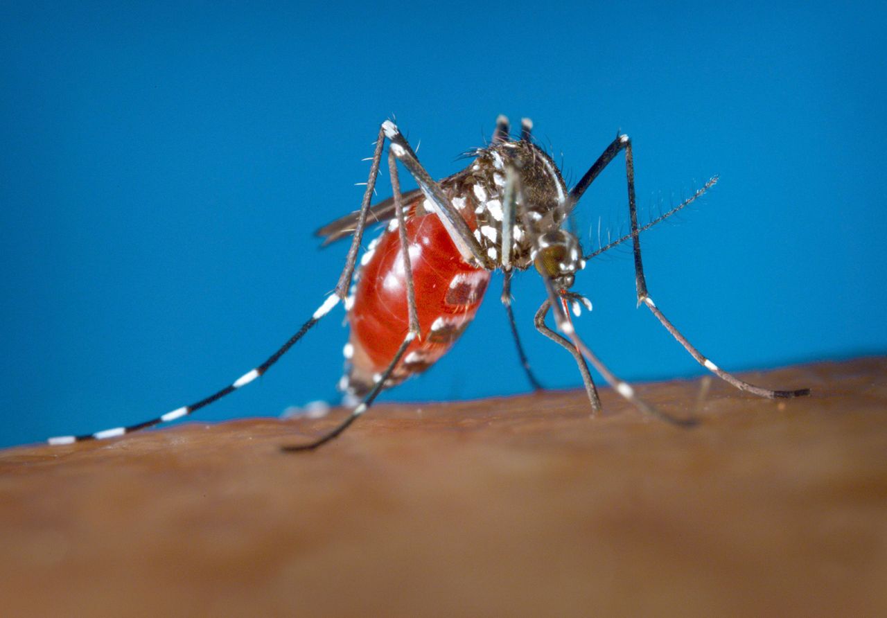 Scientists find new way to kill disease-carrying mosquitoes