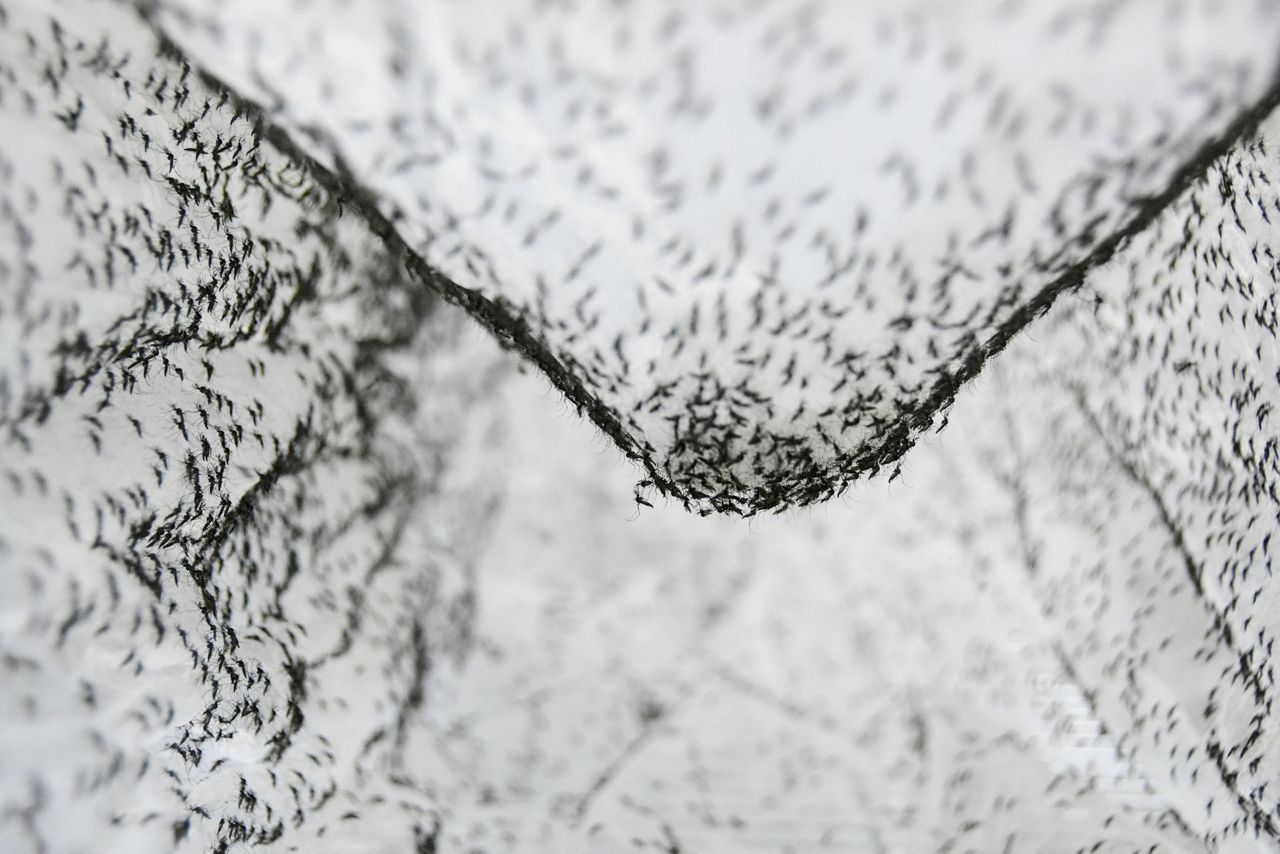 Scientists find new way to kill disease-carrying mosquitoes