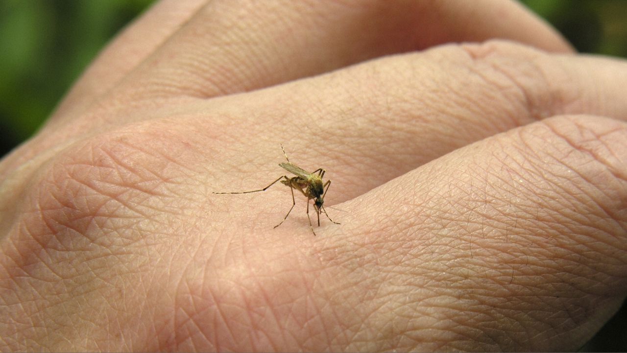 EEE found in mosquito samples in Fulton County
