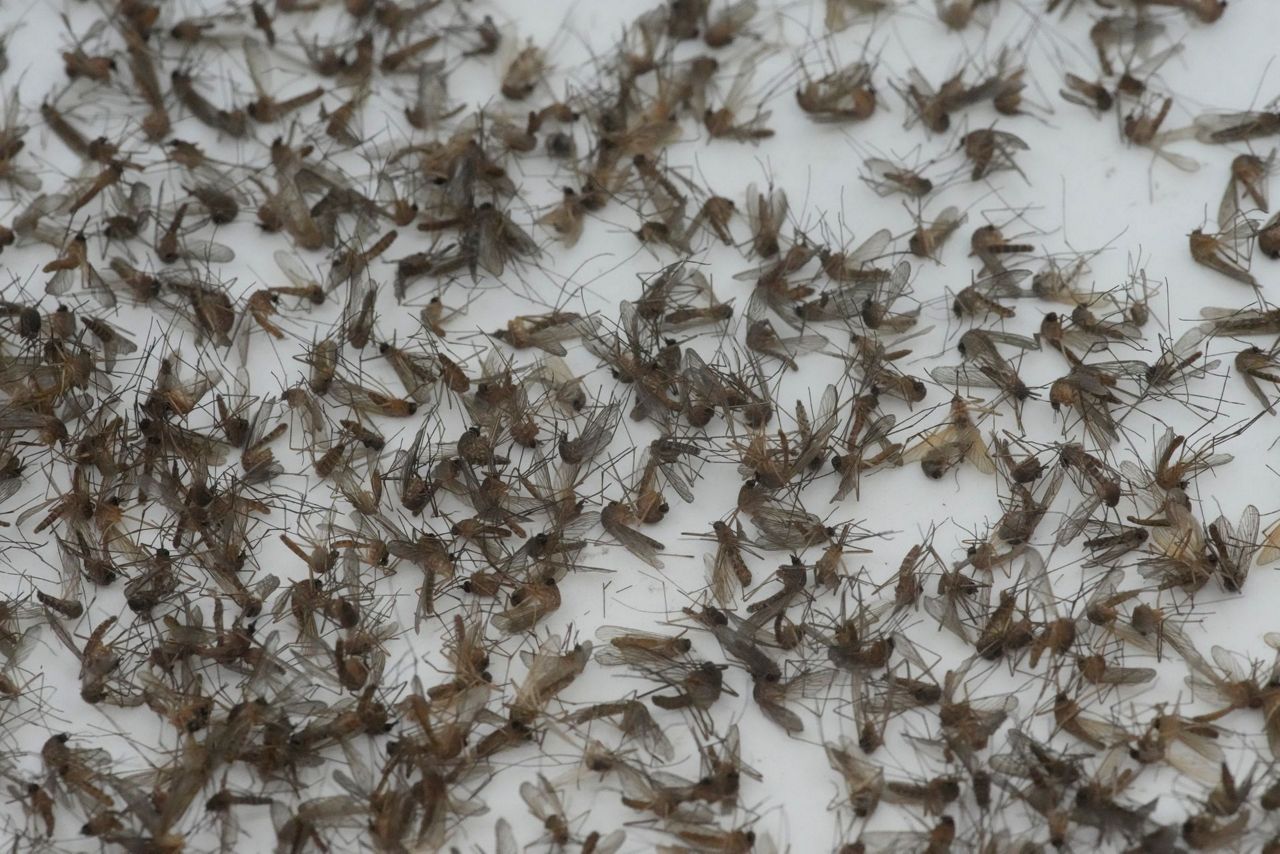 Let skeeters feed on you for science? Welcome to front lines of ...