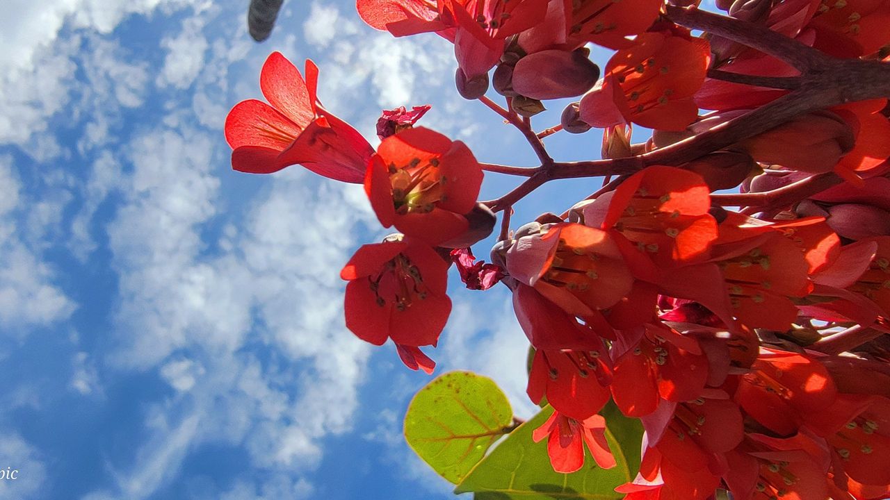 Austin Weather Forecast