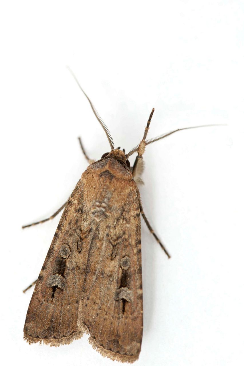 This Australian moth uses the stars as a compass to travel hundreds of ...