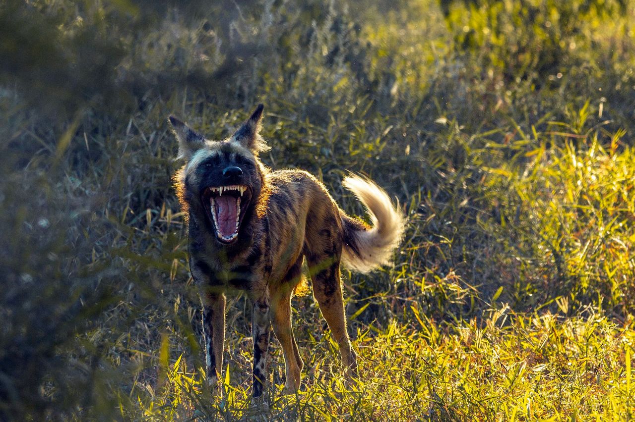 African wild dogs make comeback at Mozambican wildlife park