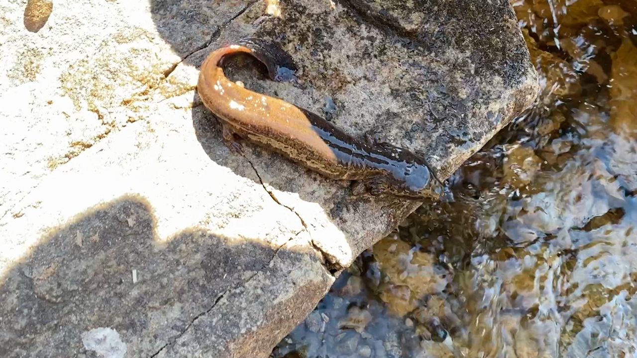 Marinette man takes followers on underwater adventure