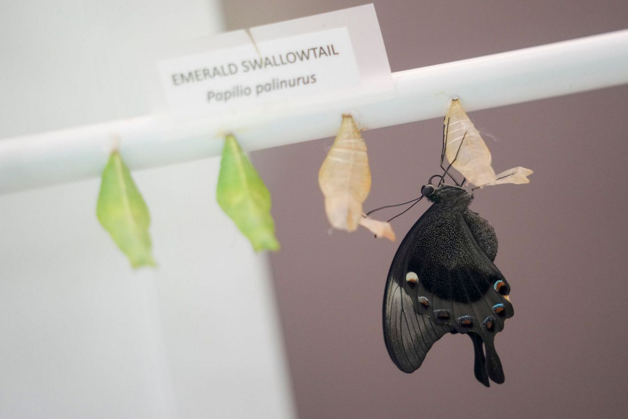 Ants march, whales swoop in Museum of Natural History update