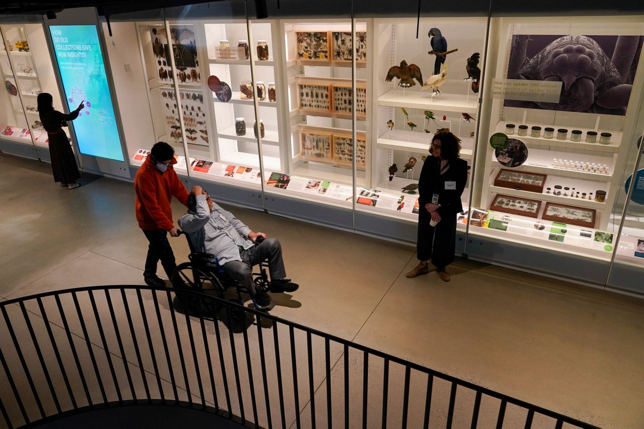 Ants march, whales swoop in Museum of Natural History update
