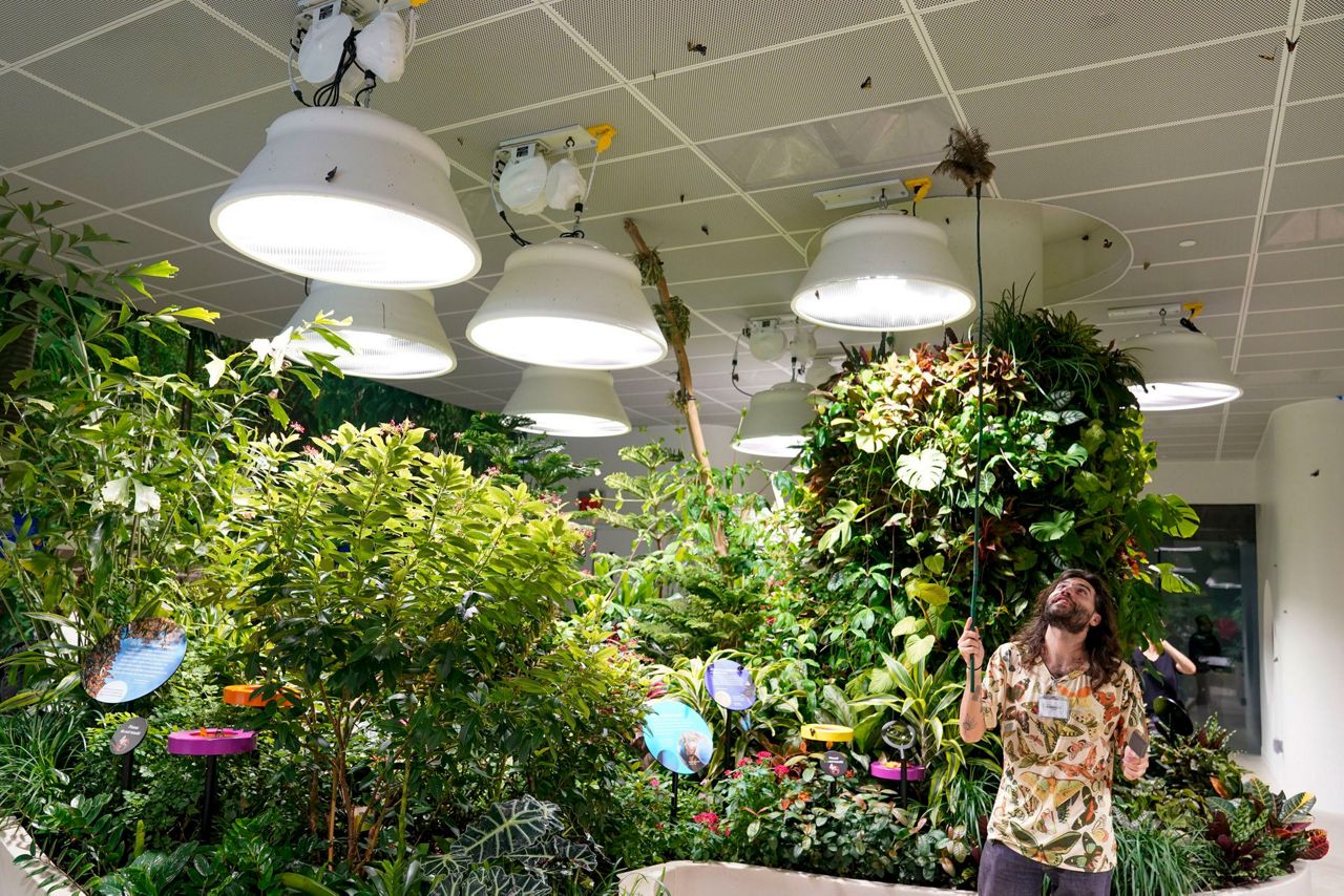 Ants march, whales swoop in Museum of Natural History update