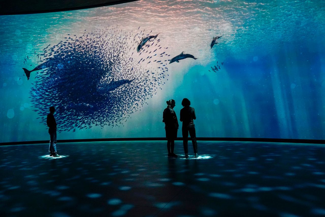 Ants march, whales swoop in Museum of Natural History update