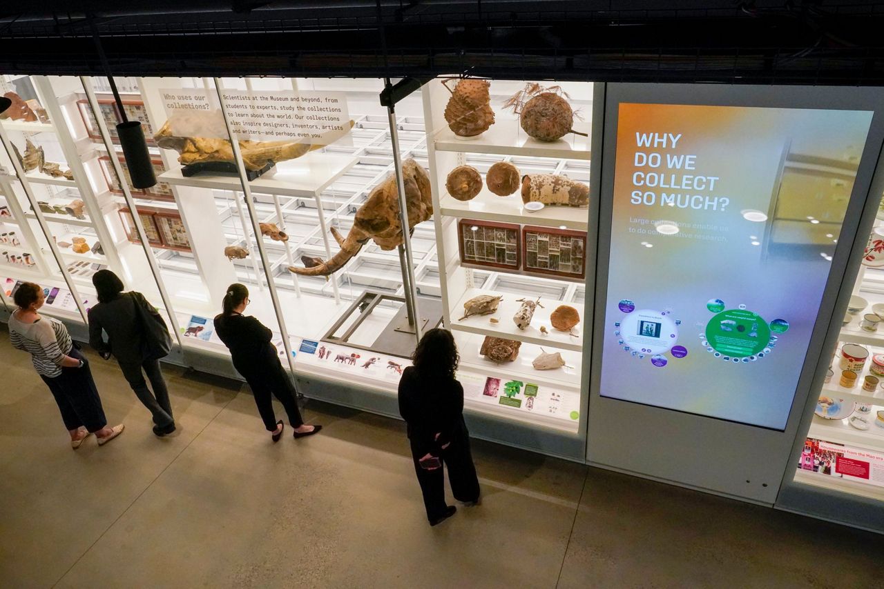 Ants march, whales swoop in Museum of Natural History update