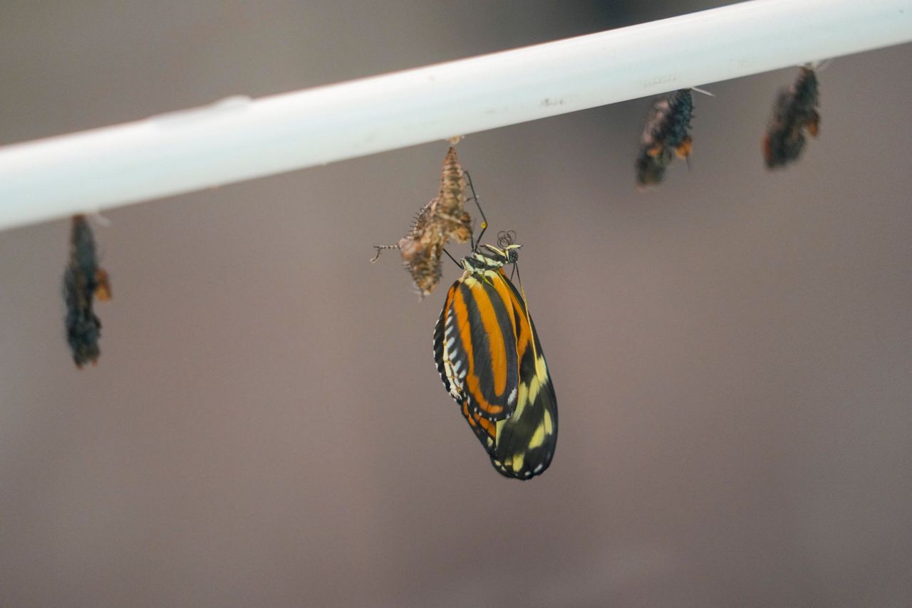 Ants march, whales swoop in Museum of Natural History update