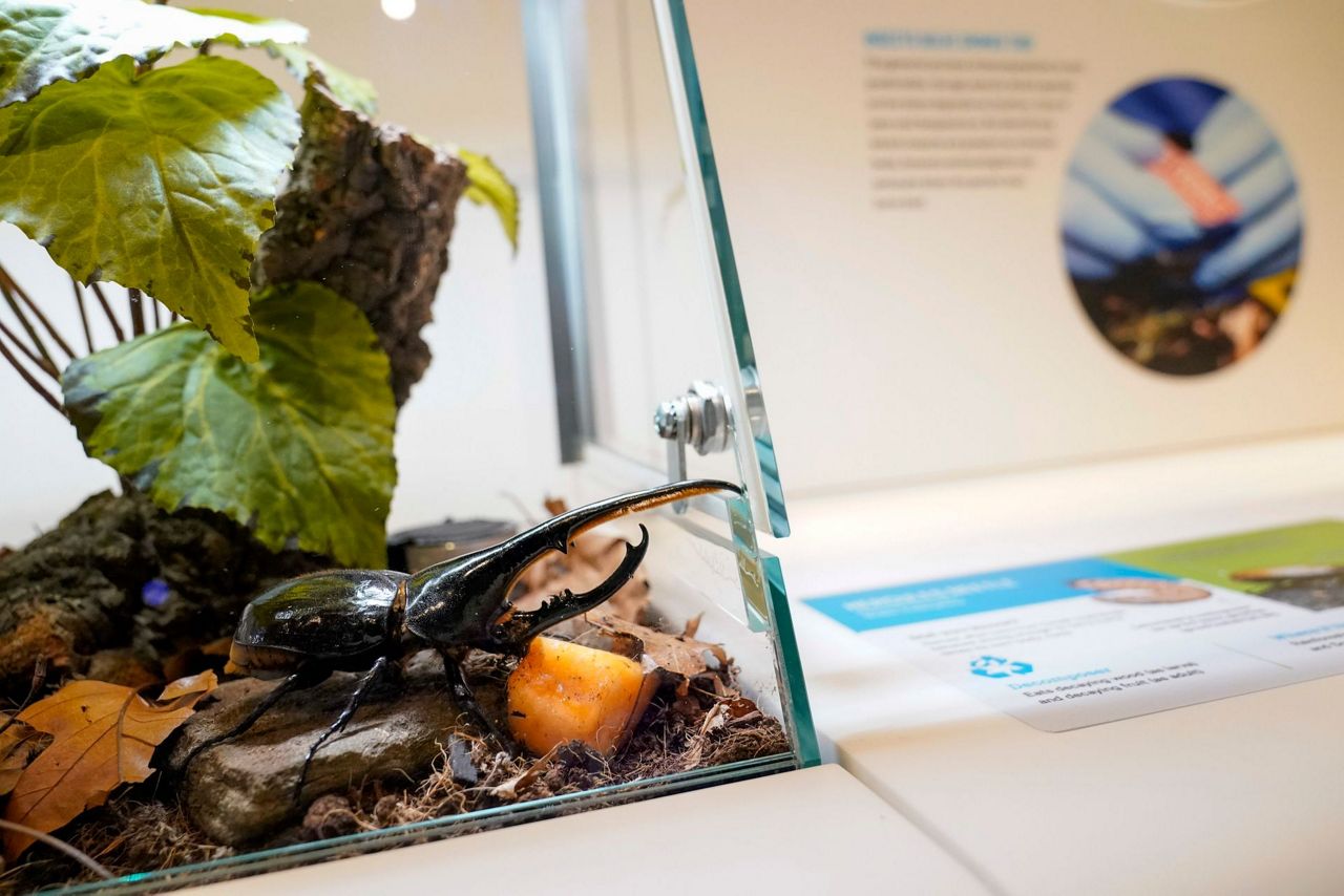 Ants march, whales swoop in Museum of Natural History update