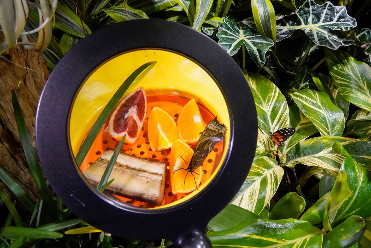 Ants march, whales swoop in Museum of Natural History update