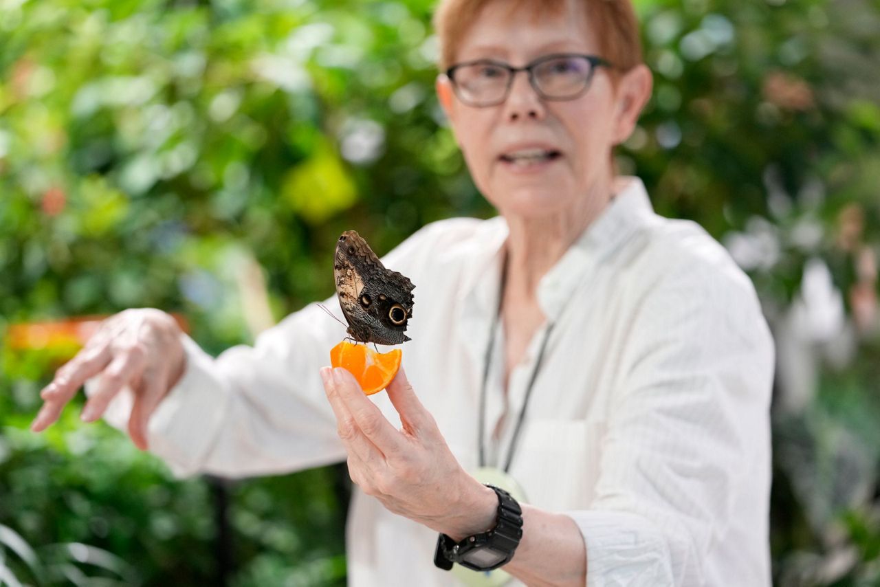 Ants march, whales swoop in Museum of Natural History update