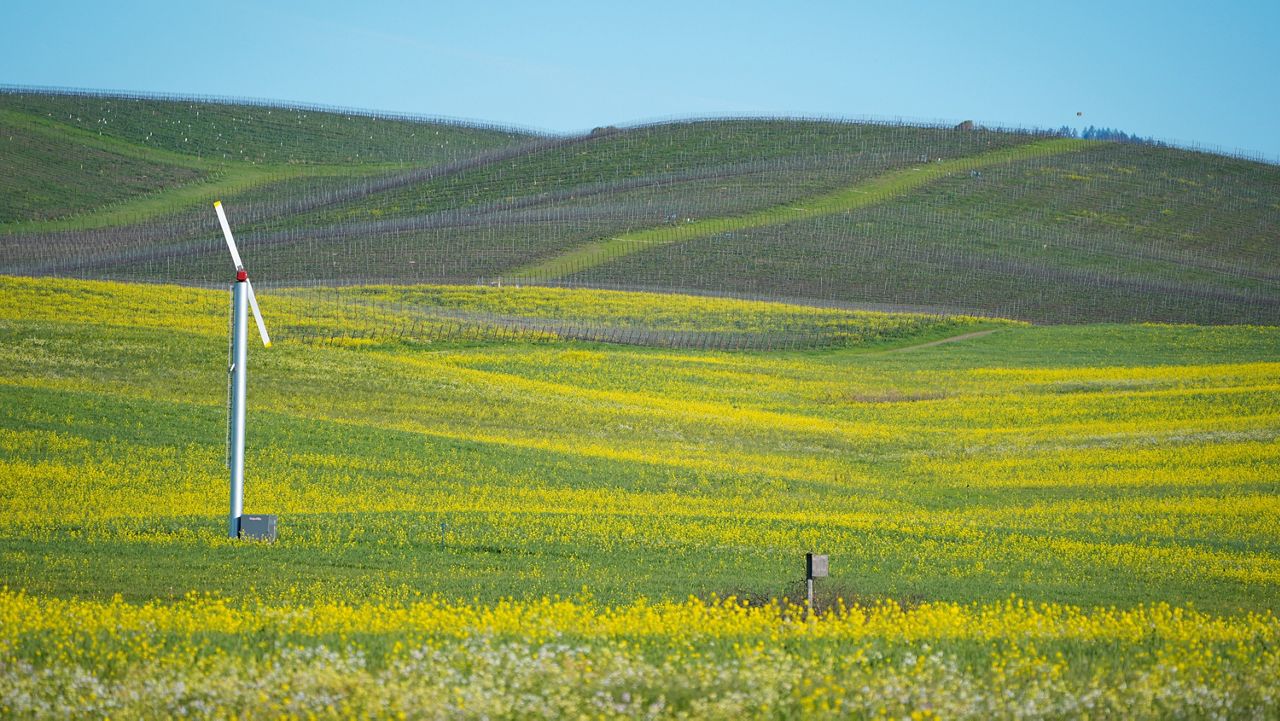 Fields of yellow mustard draw visitors to Napa Valley