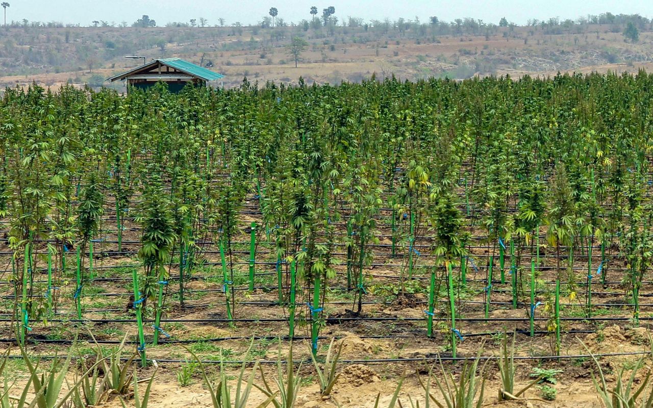 Lawyer: US man had Myanmar's permission to grow cannabis