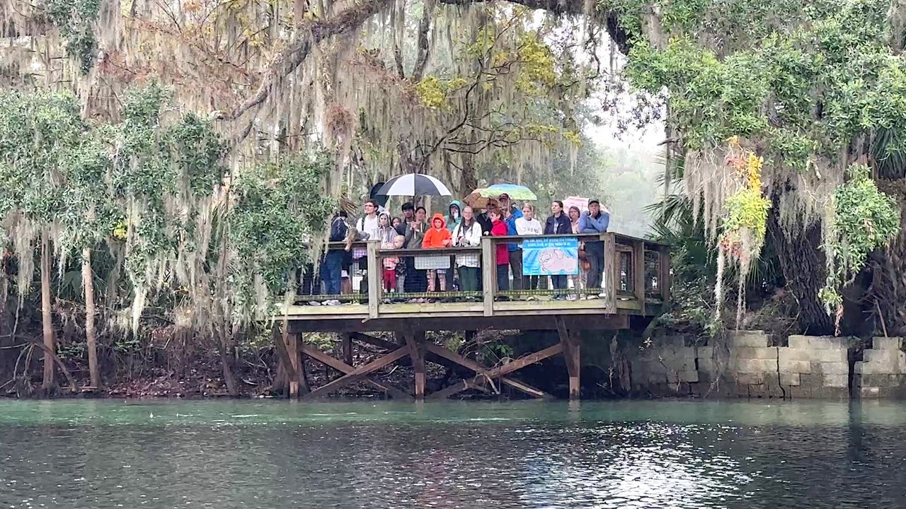 Manatees visit Blue Springs in Volusia County during winter