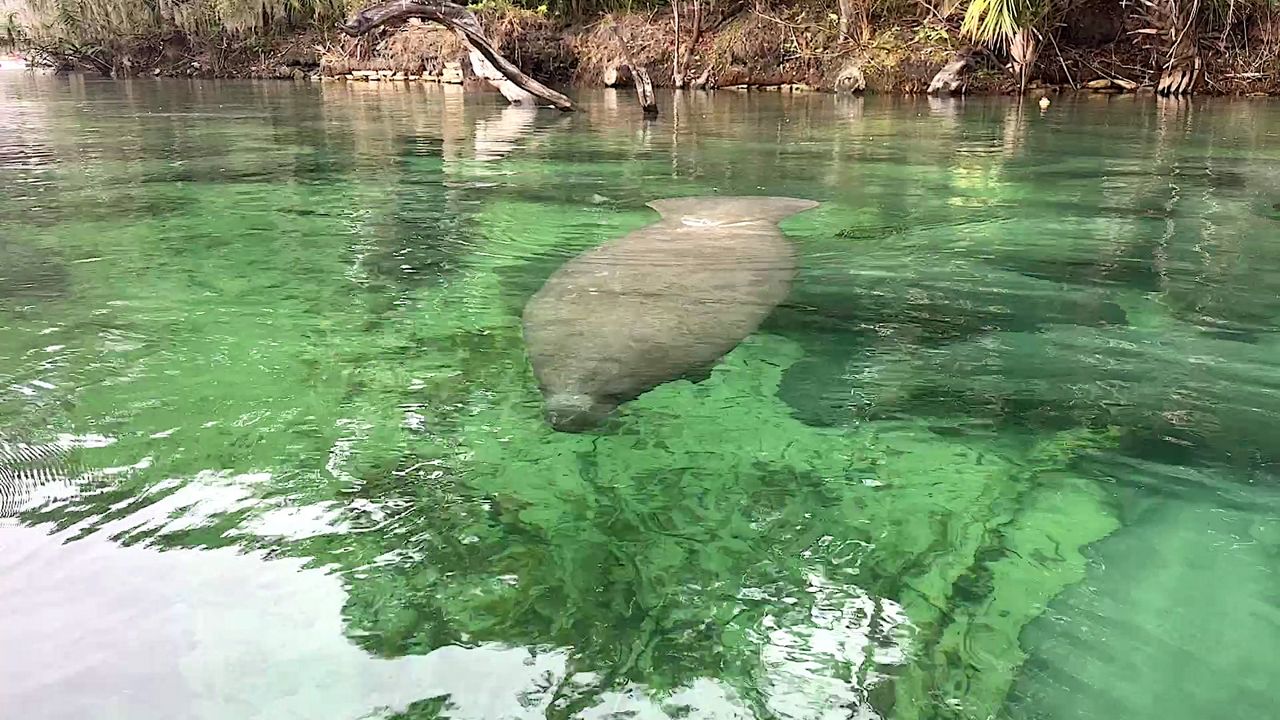 Manatees visit Blue Springs in Volusia County during winter