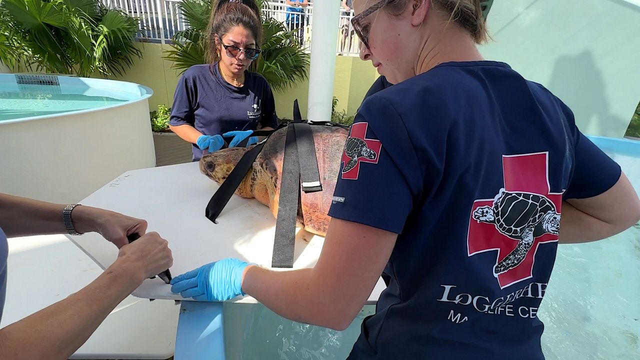 Learn about sea life at Loggerhead Marinelife Center
