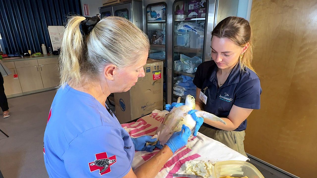 Learn about sea life at Loggerhead Marinelife Center