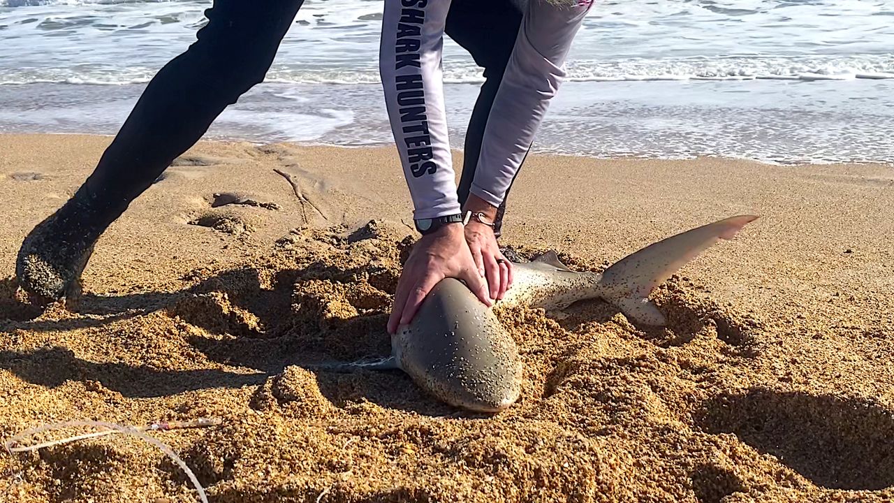 Reel in a big one with NSB Shark Hunters in Volusia County