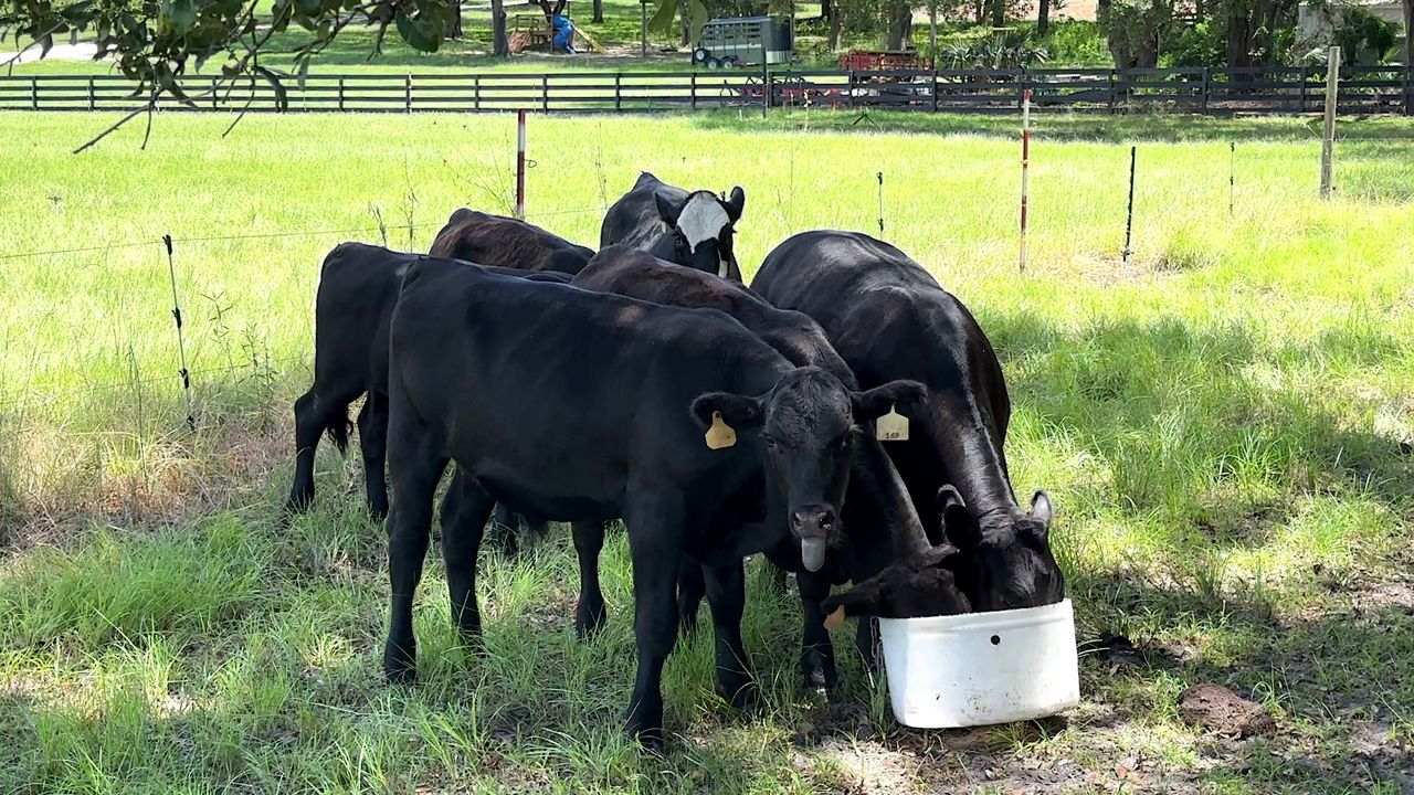 Sorrento’s Oak Haven Farm offers Florida-grown wine & beef