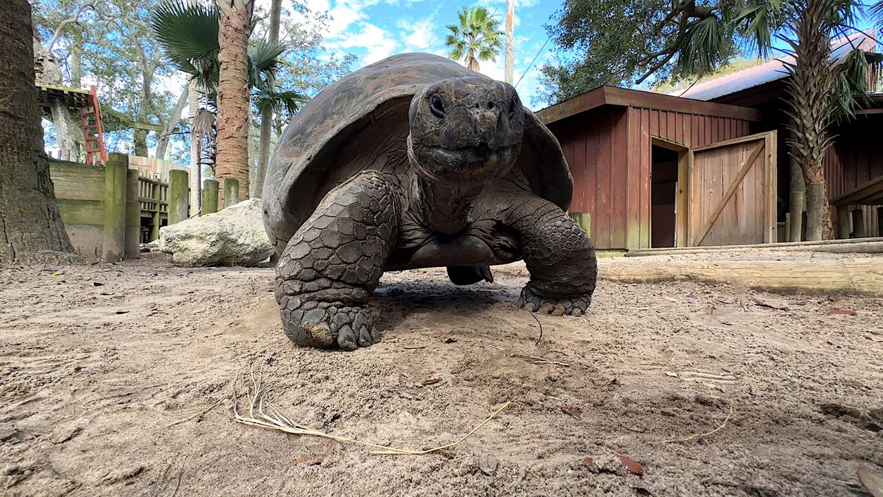 Touch Galapagos tortoises at St. Augustine's Alligator Farm