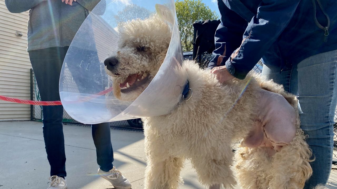 Meet Natty, the 3-legged poodle puppy soon up for adoption