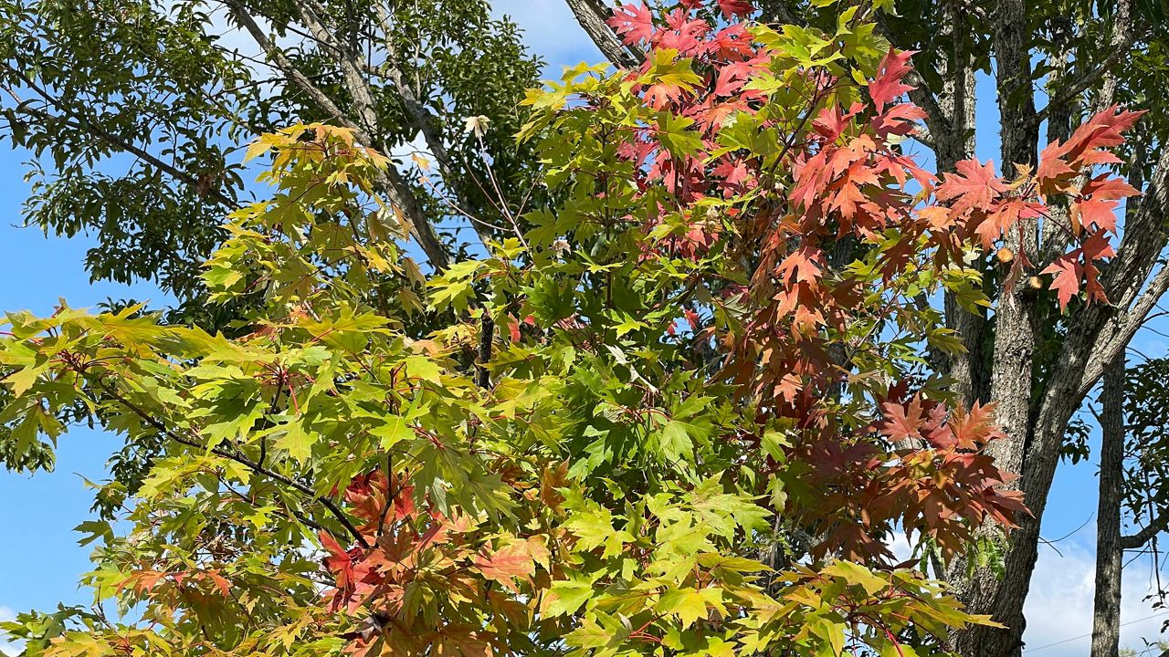 Four Things To Get You Ready For Fall In North Carolina