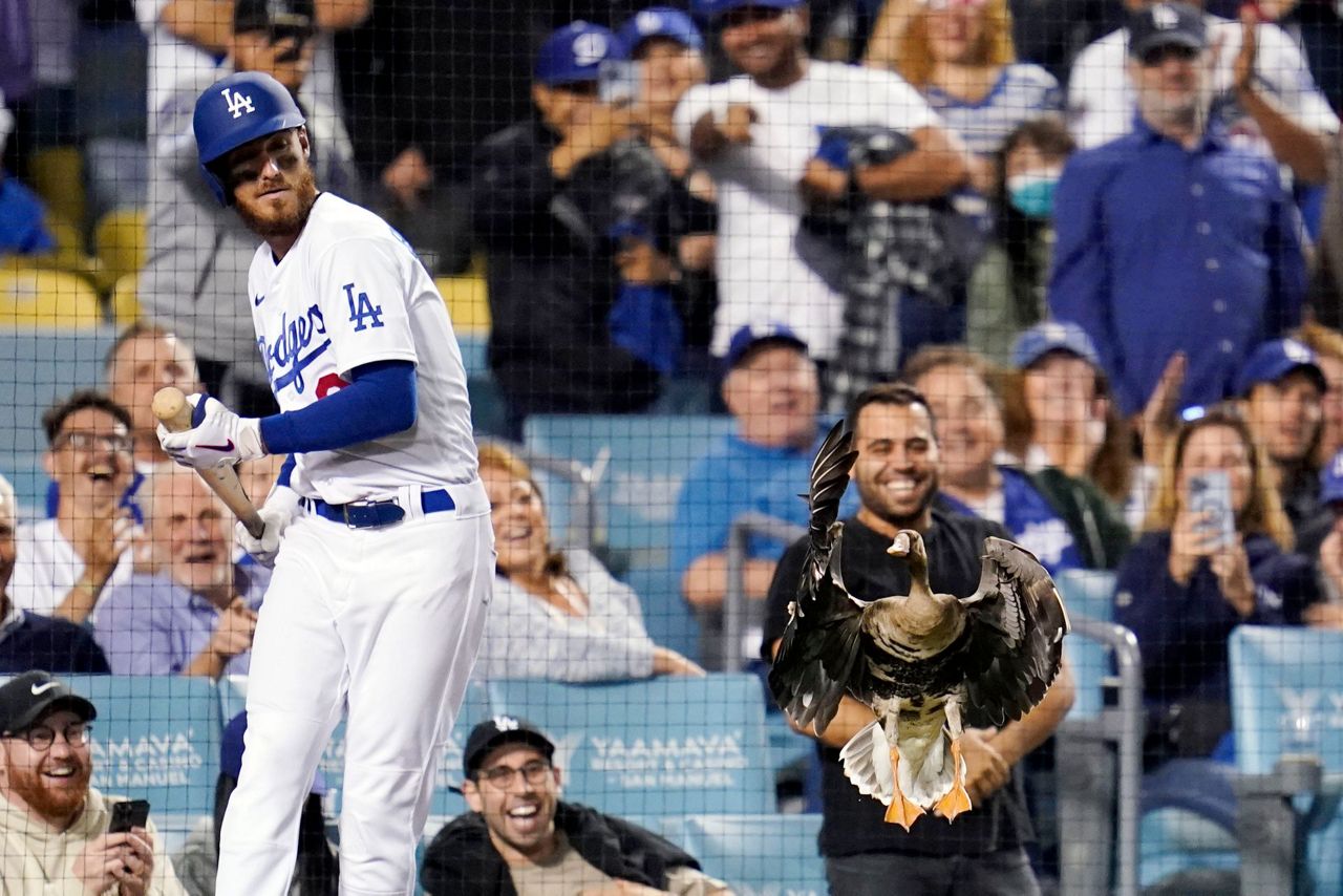 Goose on loose causes delay at Padres-Dodgers playoff game