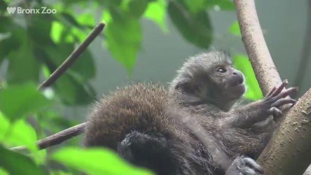 New Monkey Joins Bronx Zoo Family