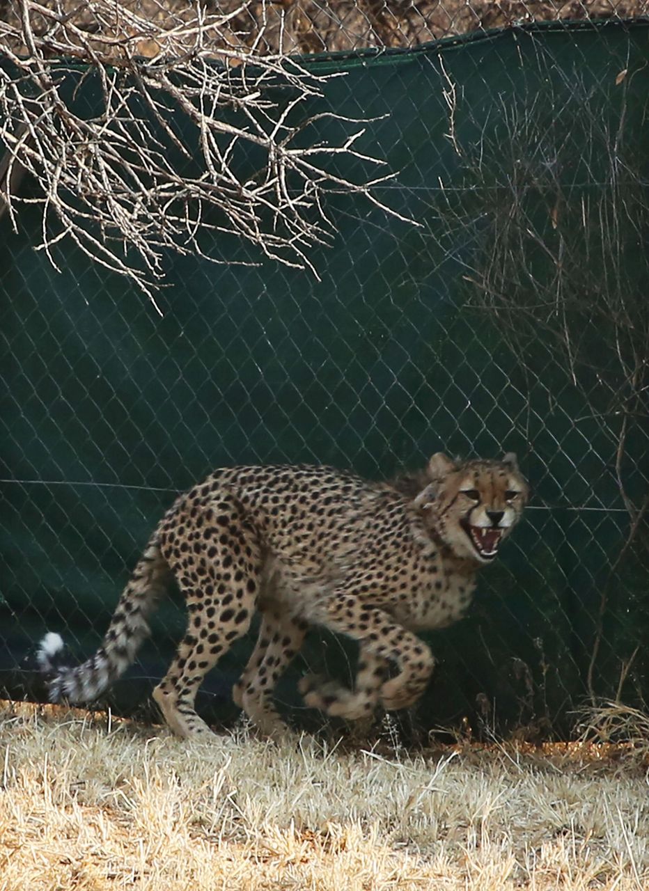 Cheetahs make a comeback in India after 70 years