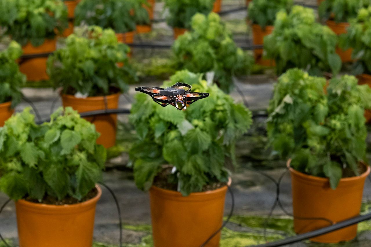 Drones vs moths: Dutch company tech solution to kill moths