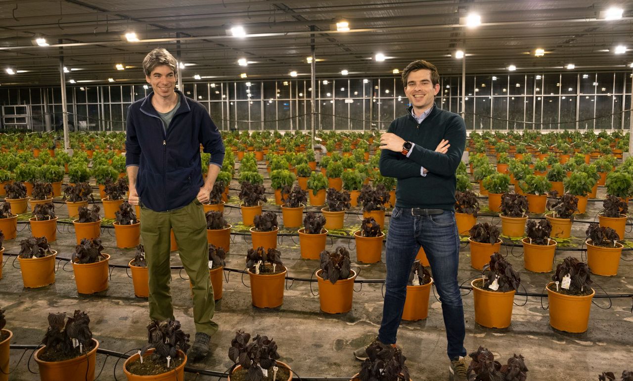 Drones vs moths: Dutch company tech solution to kill moths