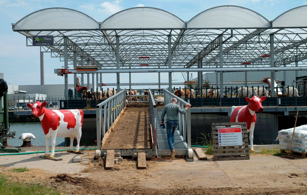Dutch farm floats possibilities of urban dairy production
