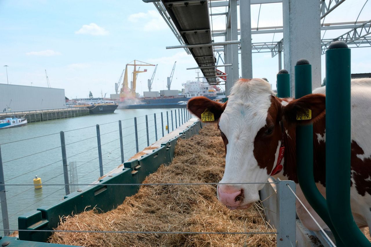Dutch farm floats possibilities of urban dairy production
